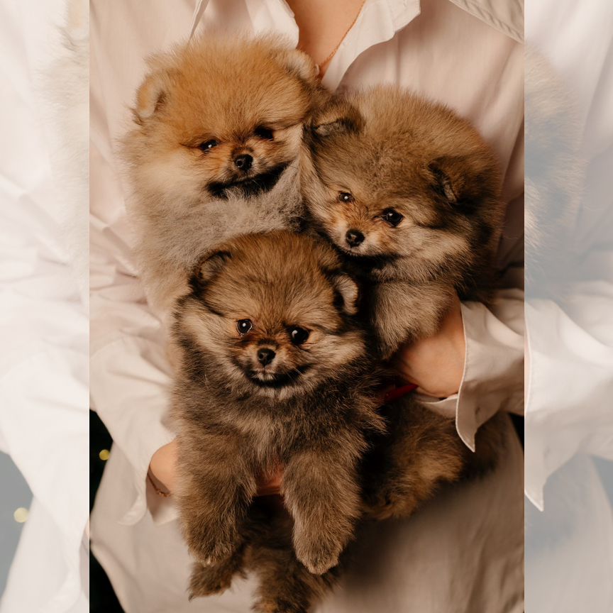 Немецкий шпиц, щенок