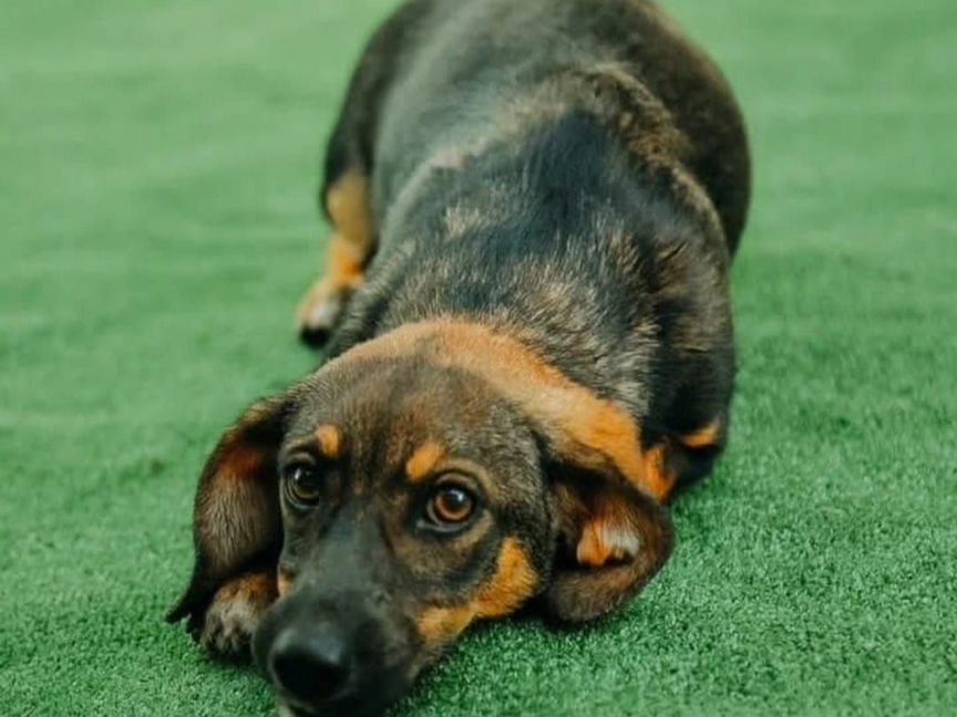 Собака в добрые руки