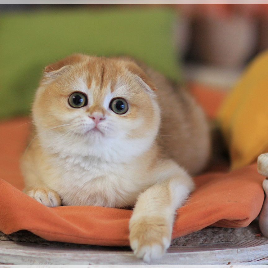 Шотландский вислоухий короткошёрстный котёнок