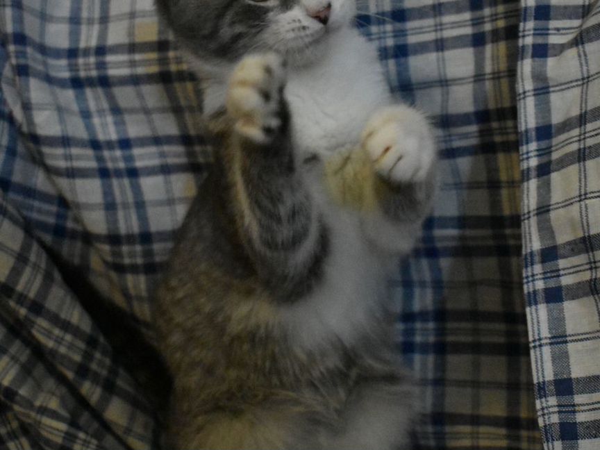 Красивый котенок котик