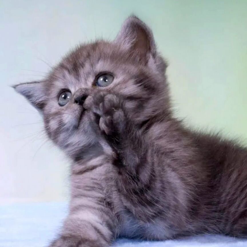 Шотландские котята) дым на серебре