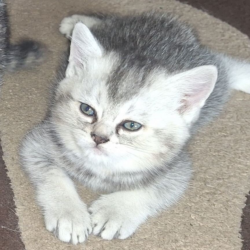 Шотландский прямоухий короткошёрстный котёнок