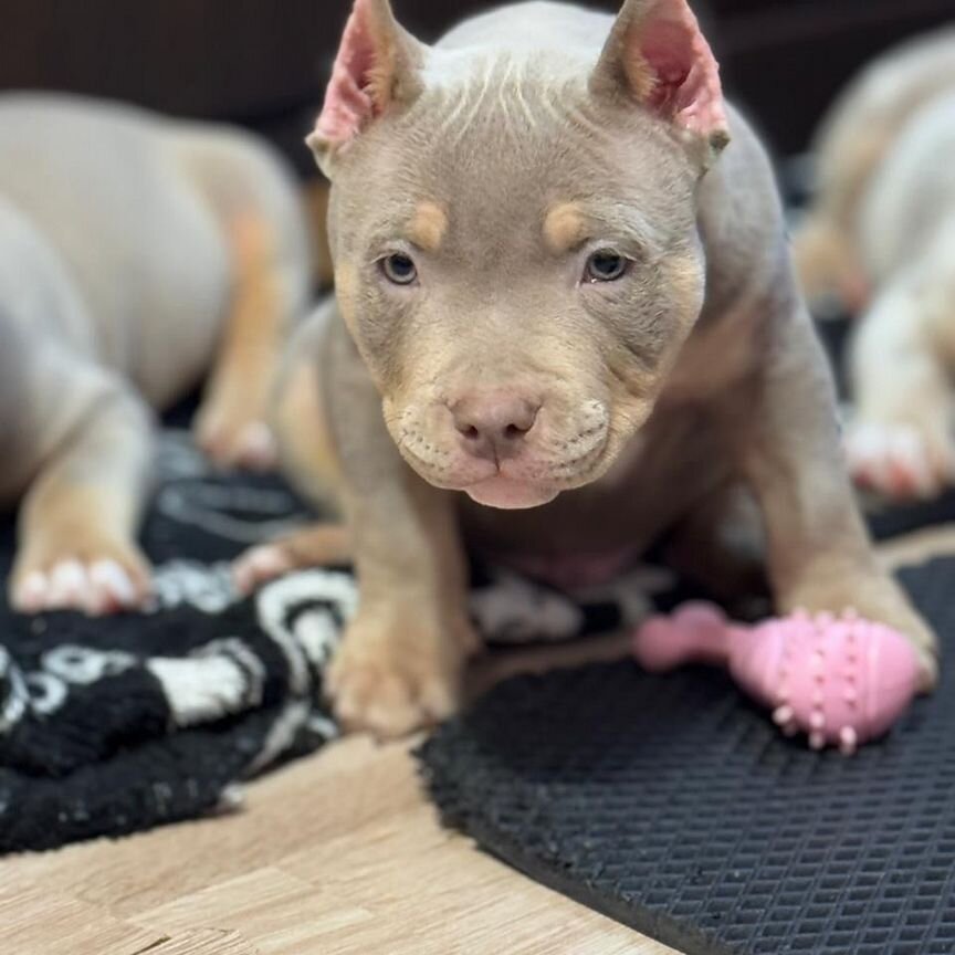 Американский булли