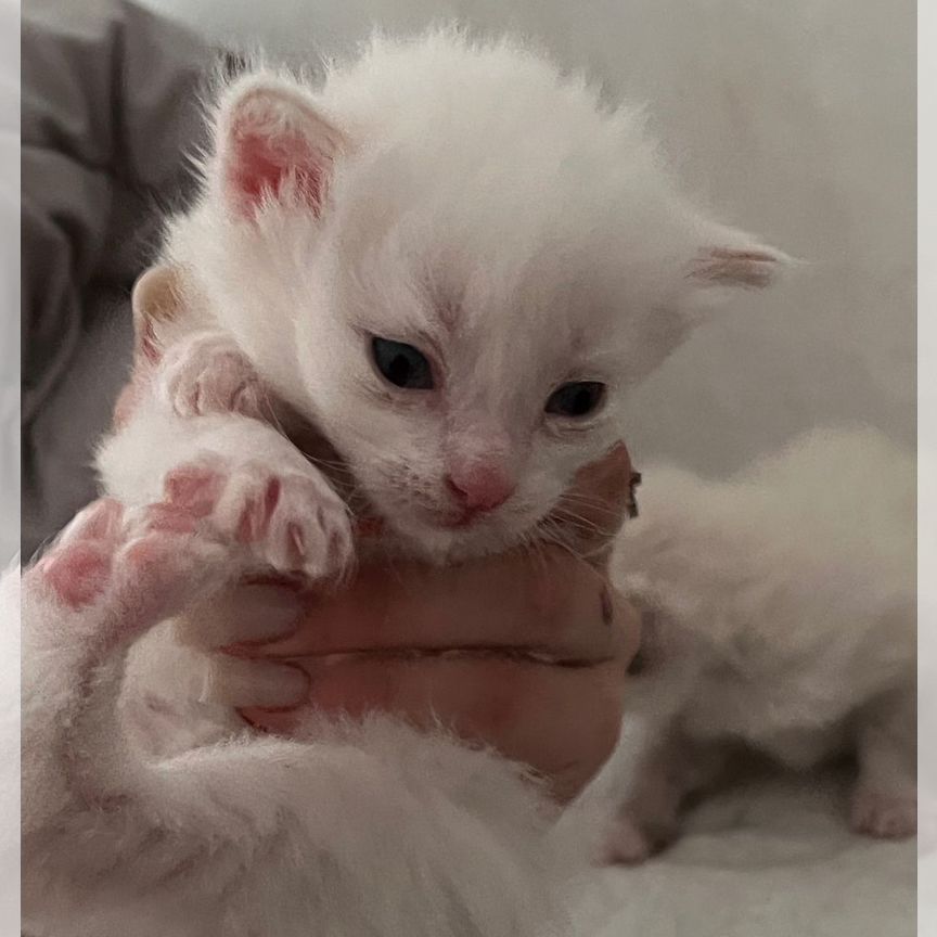 Невский маскарадный котёнок