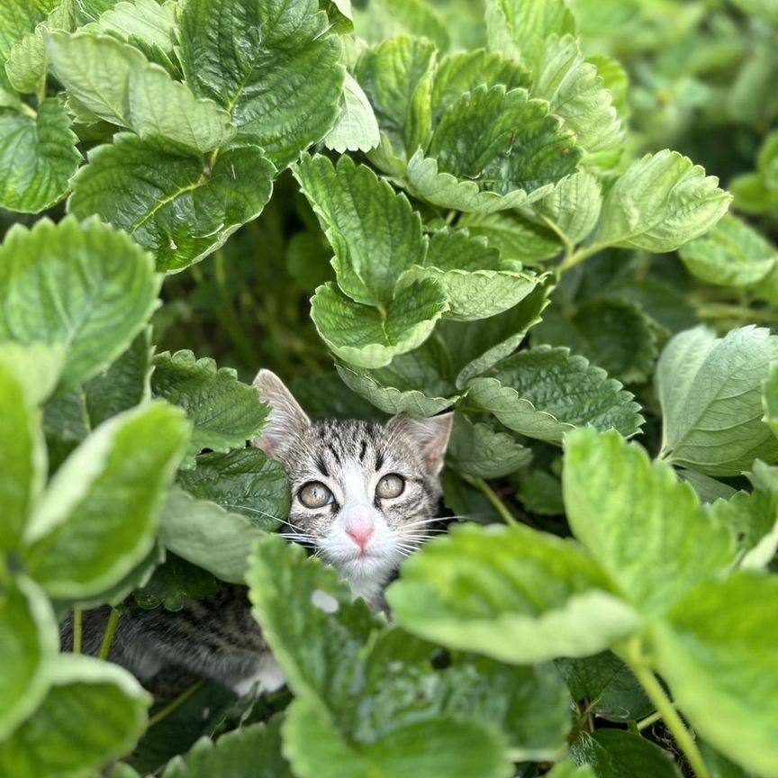 Котята ждут свою семью