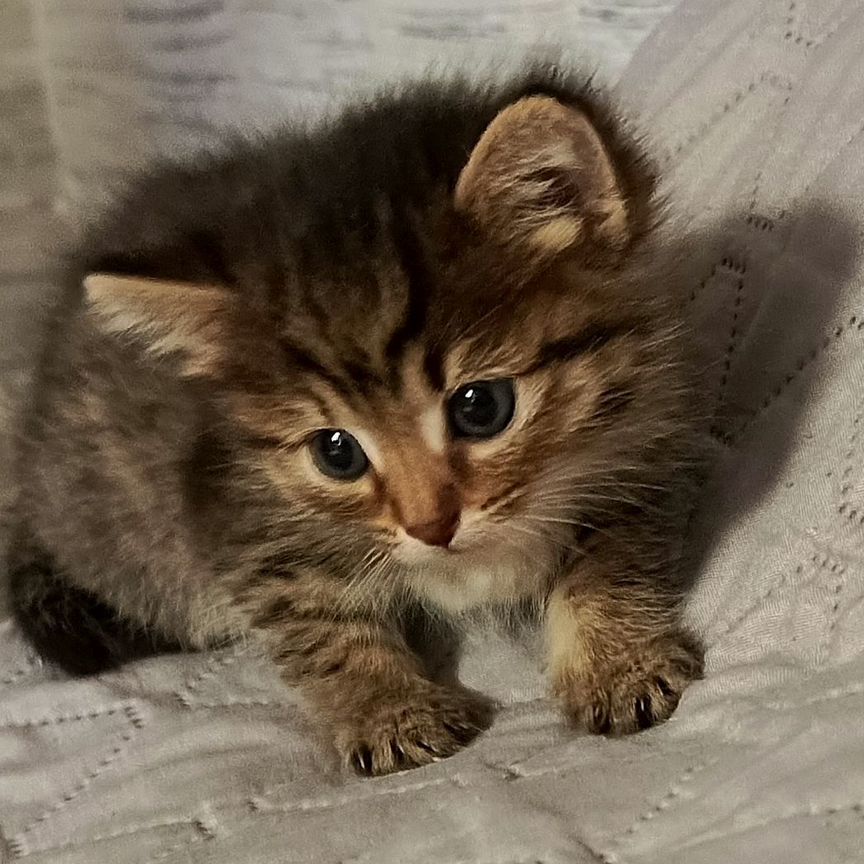 Котёнок в добрые руки