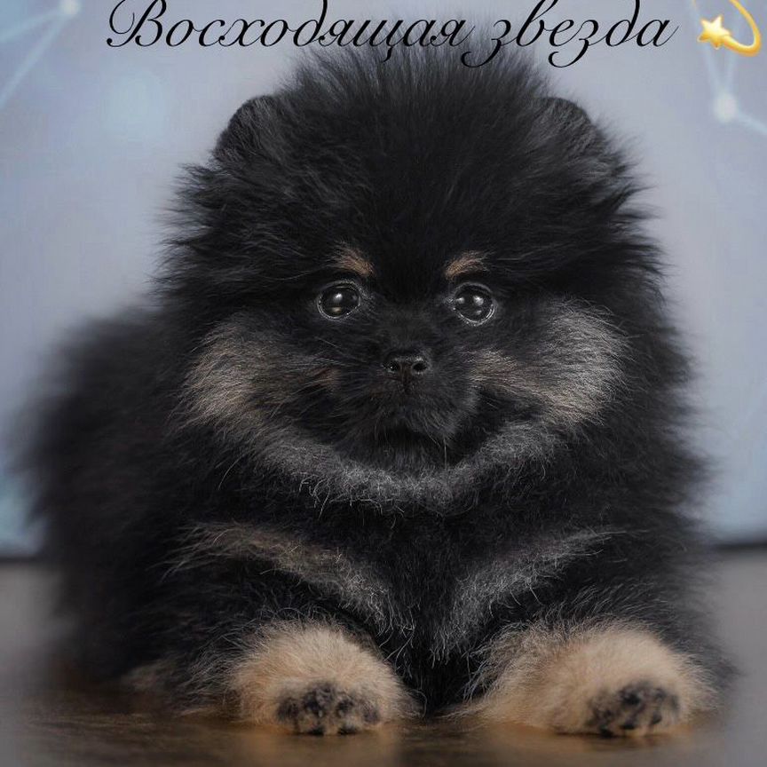 Померанский шпиц, щенок
