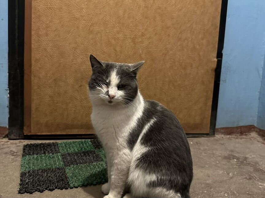 Бездомный котик в добрые руки