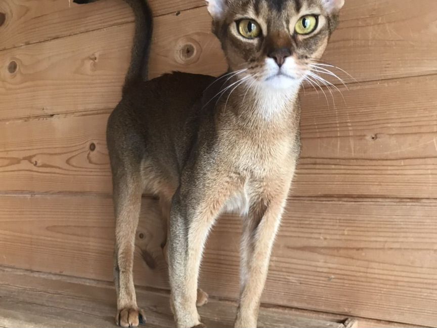 Абиссинская кошка