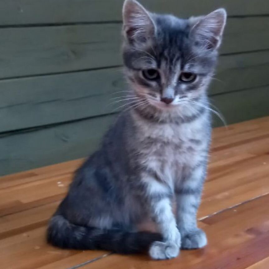 Серенькая кошечка (котенок)