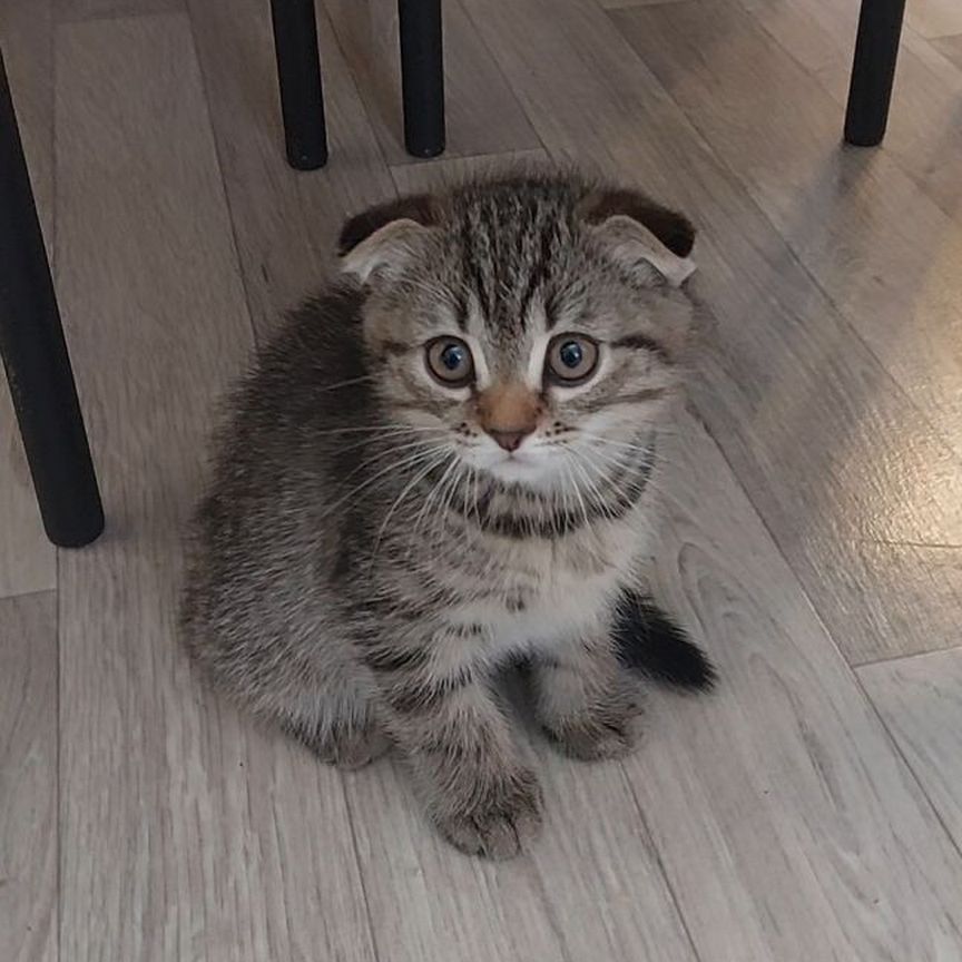 Шотландский вислоухий короткошёрстный котёнок