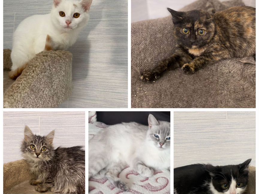 Кошка,котята, Возьми друга из приюта