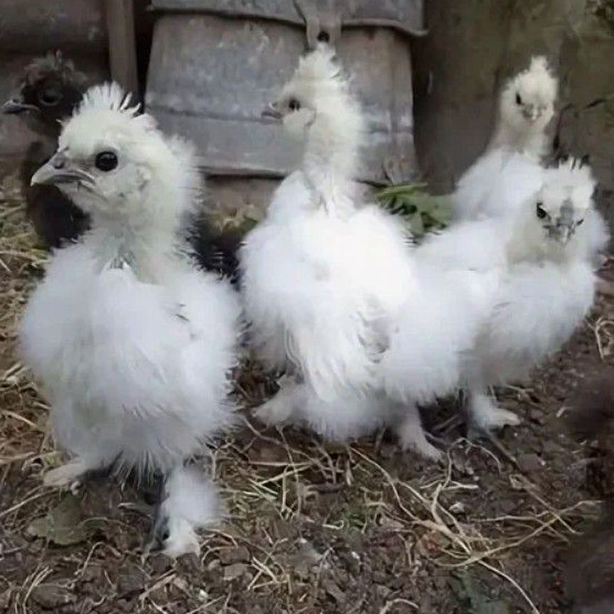 Цыплята китайская шелкововая