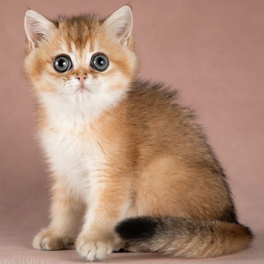 Котята золотые британские шиншиллы