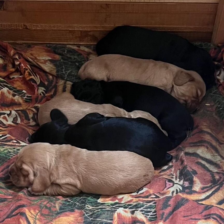 Щенки английского кокер спаниеля