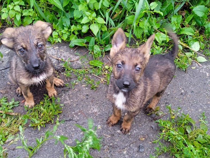 Щенок в добрые руки