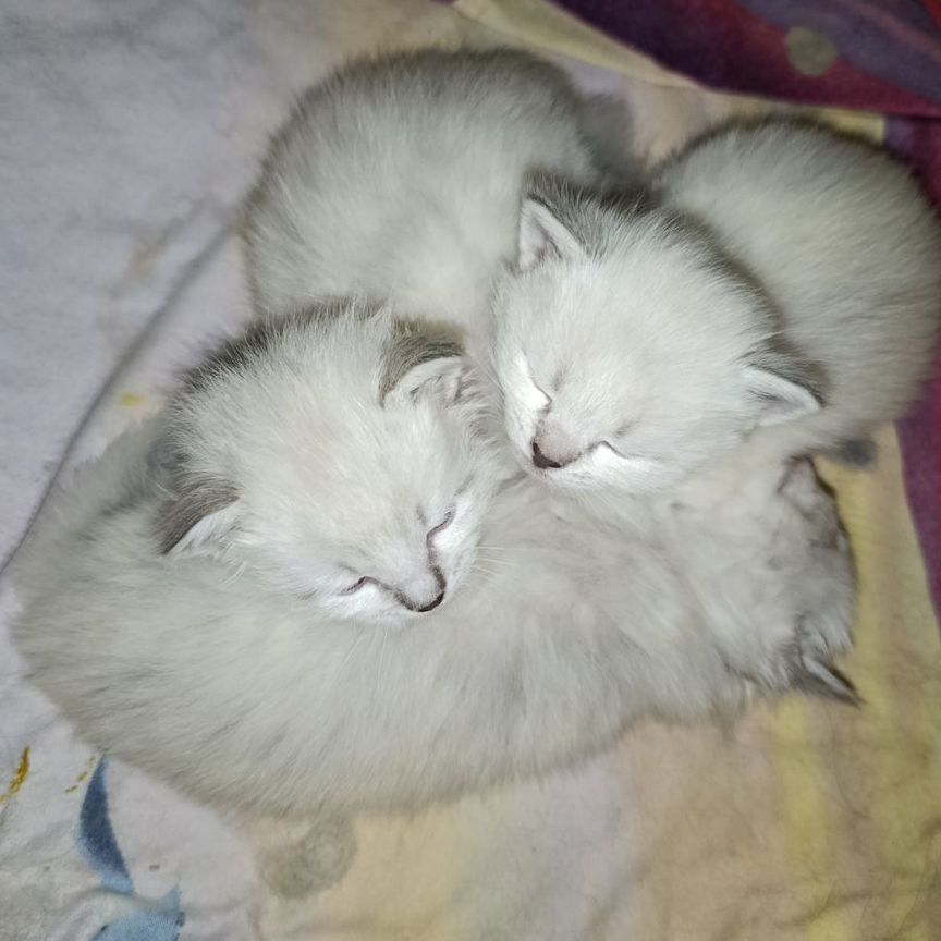 Невский маскарадный котёнок