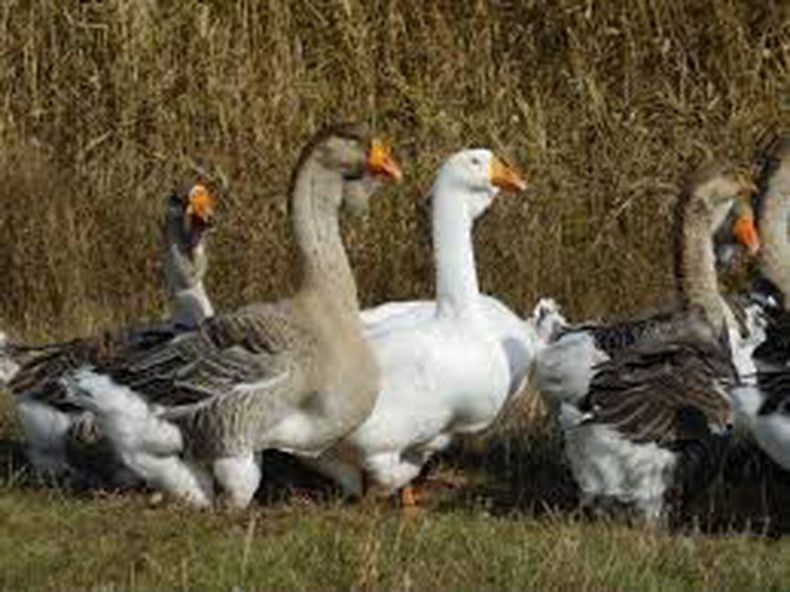 Гуси (гибрид Холмогоров)