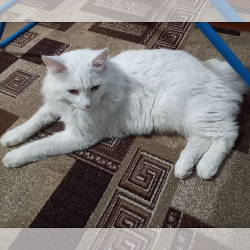 Котята курильского бобтейла