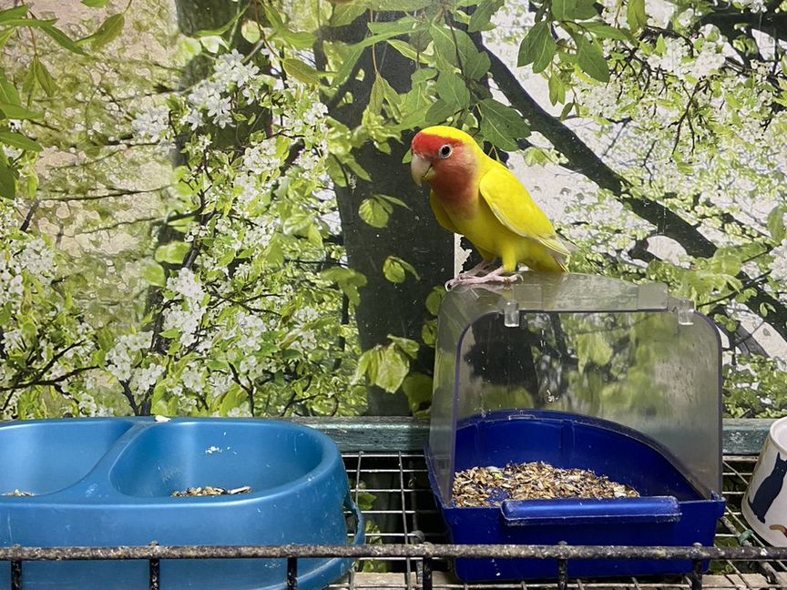 Попугай неразлучники