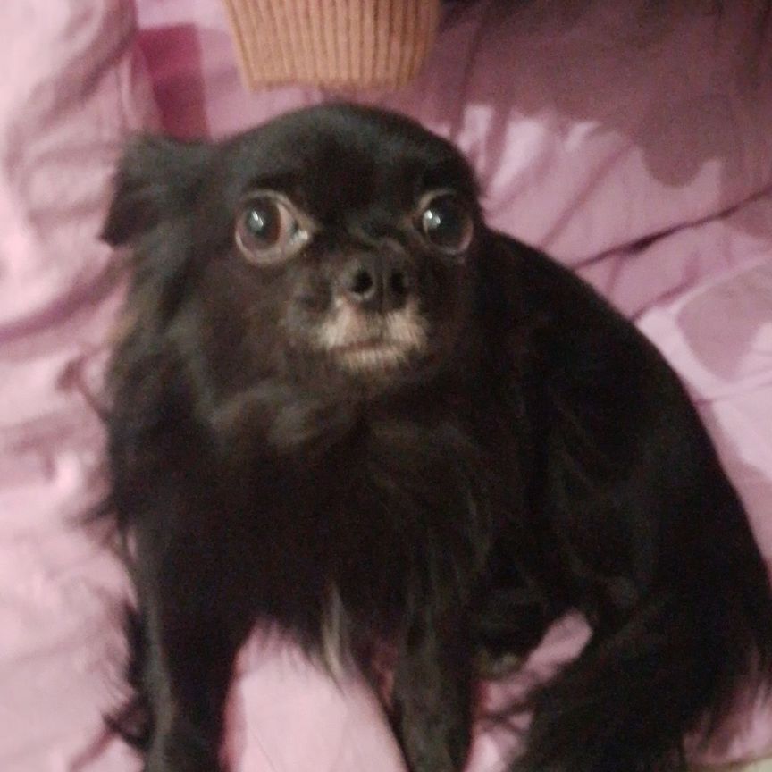 Чихуахуа мини