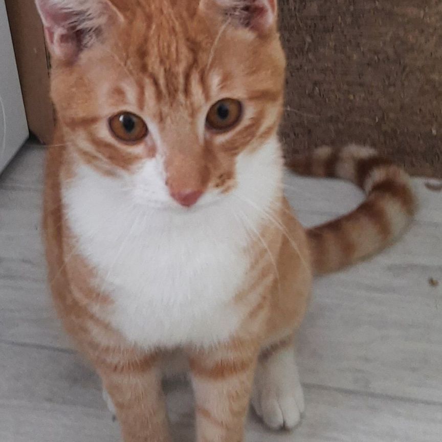 Рыжий бенгал котенок