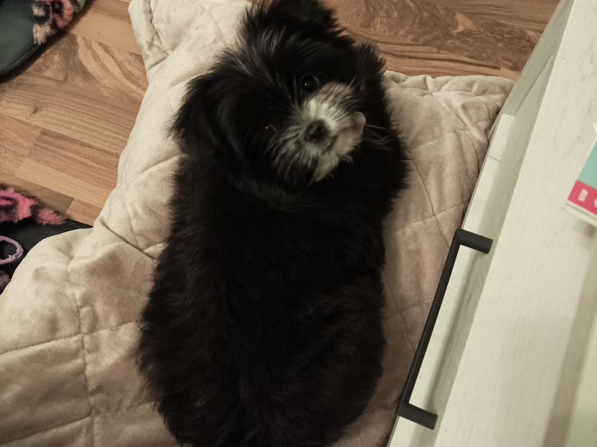 Щенок (помесь Йорка и Шпица)