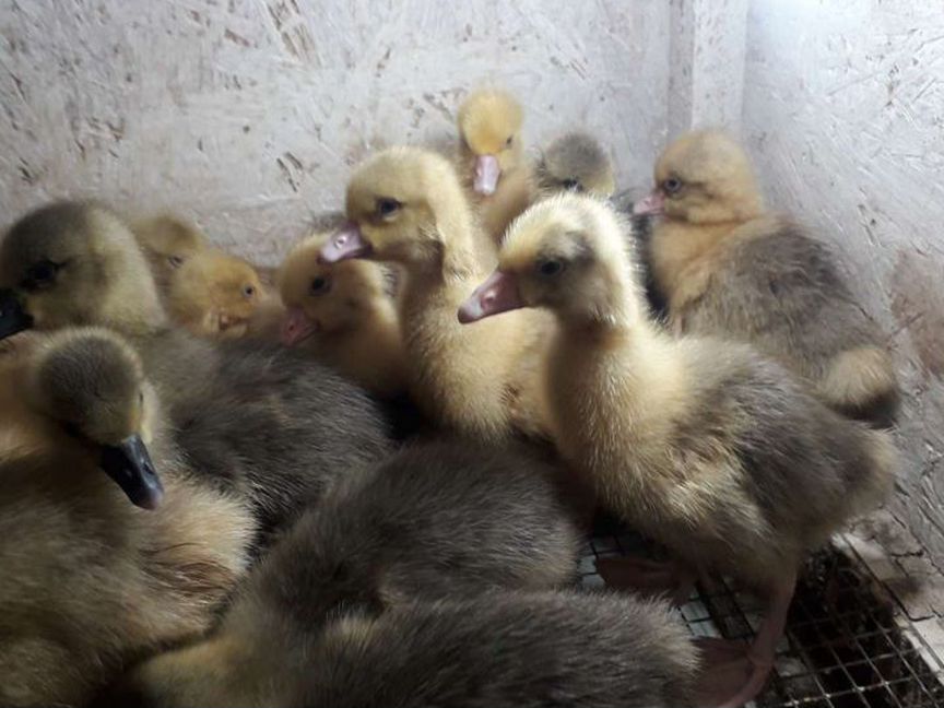 Утята,гусята серые крупные