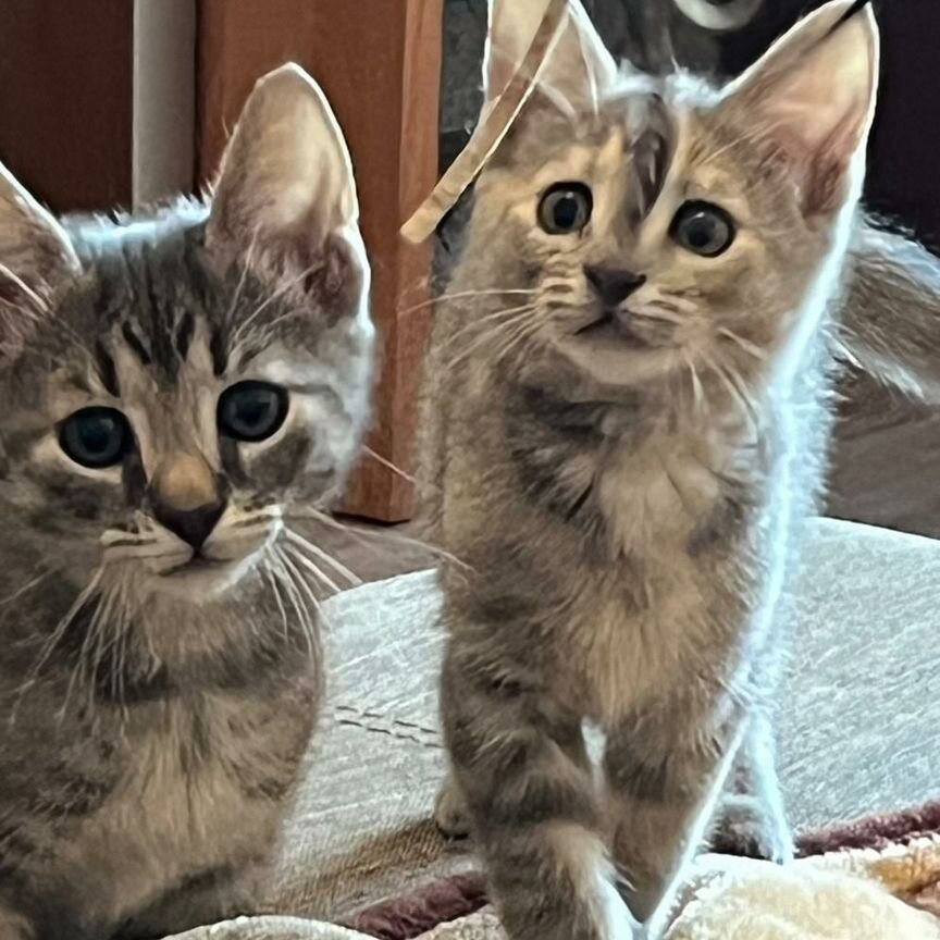 Продам котят