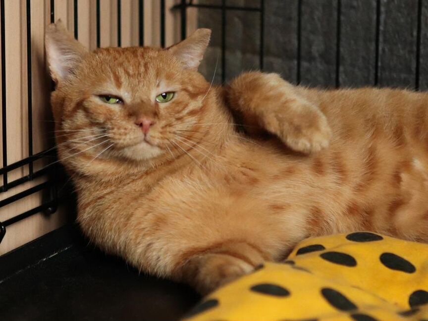 Котик бесплатно