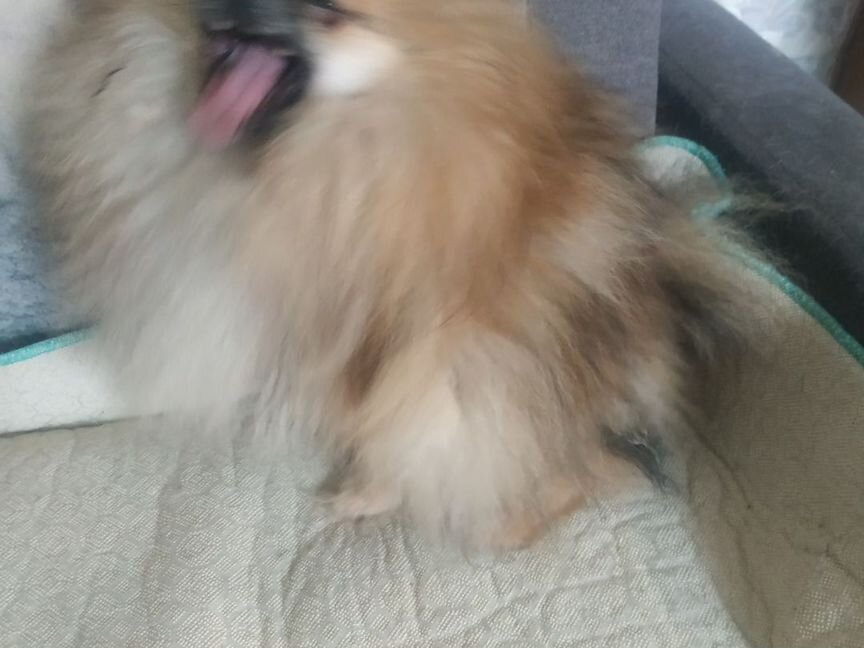 Шпиц львица