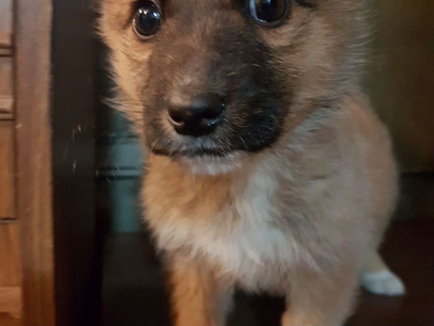 Щенок в добрые руки