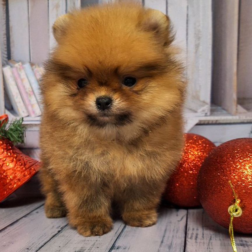 Померанский шпиц, щенок