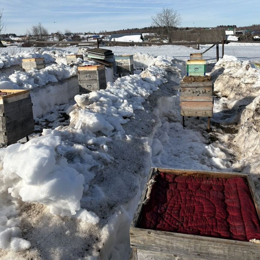 Пчелы и улья