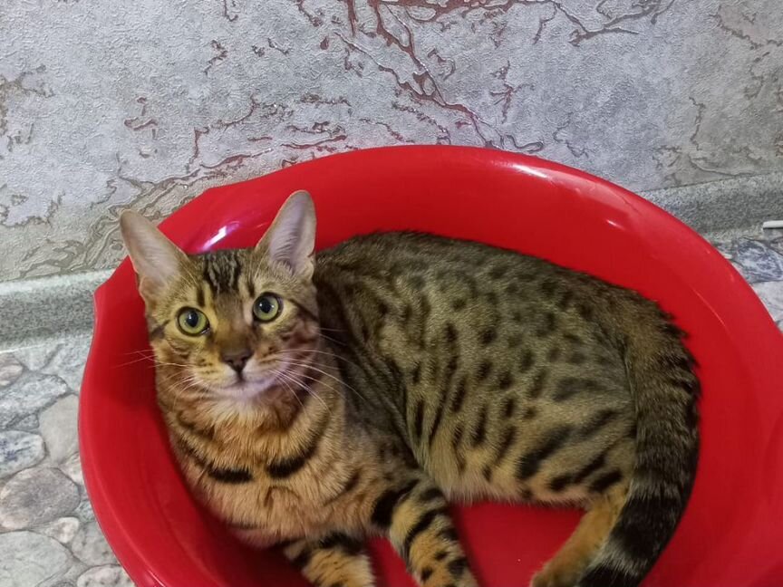 Домашние животные кошки