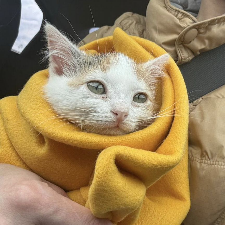 Малышка трехцветочка ищет дом