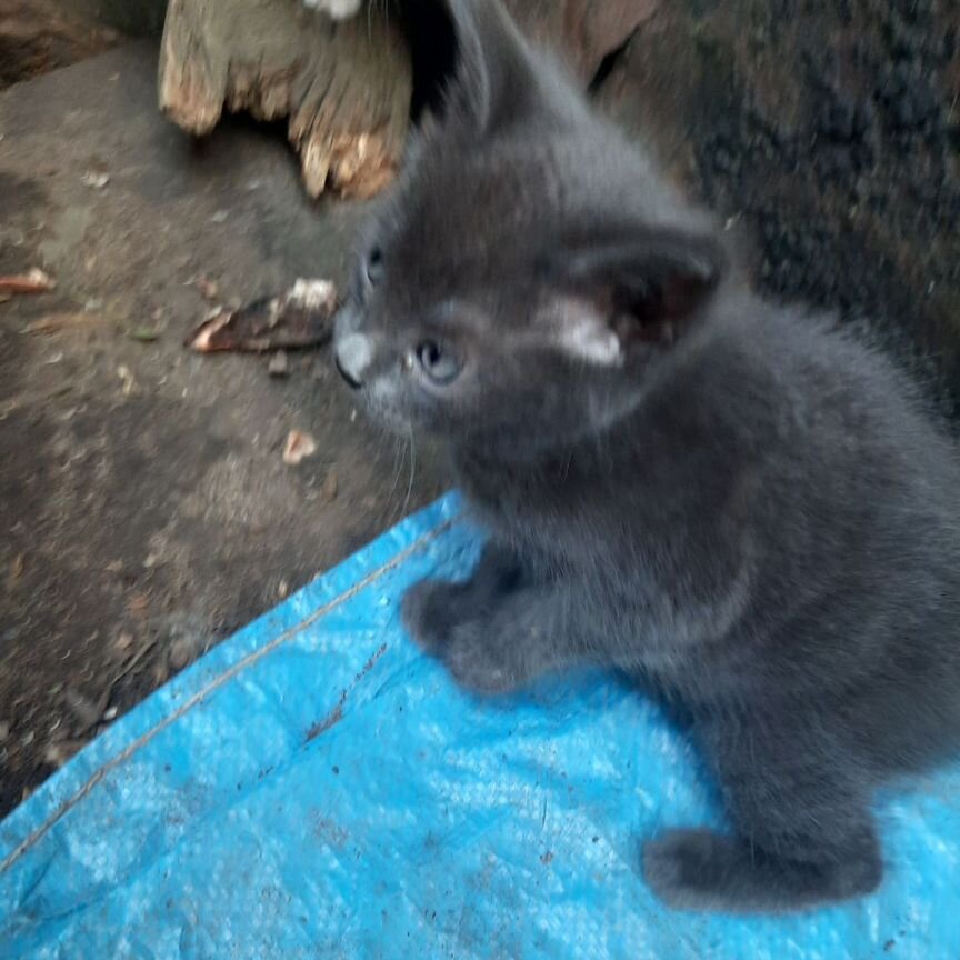 Котёнок в добрые руки