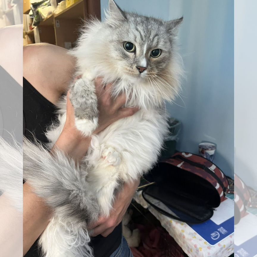 Кот в добрые руки