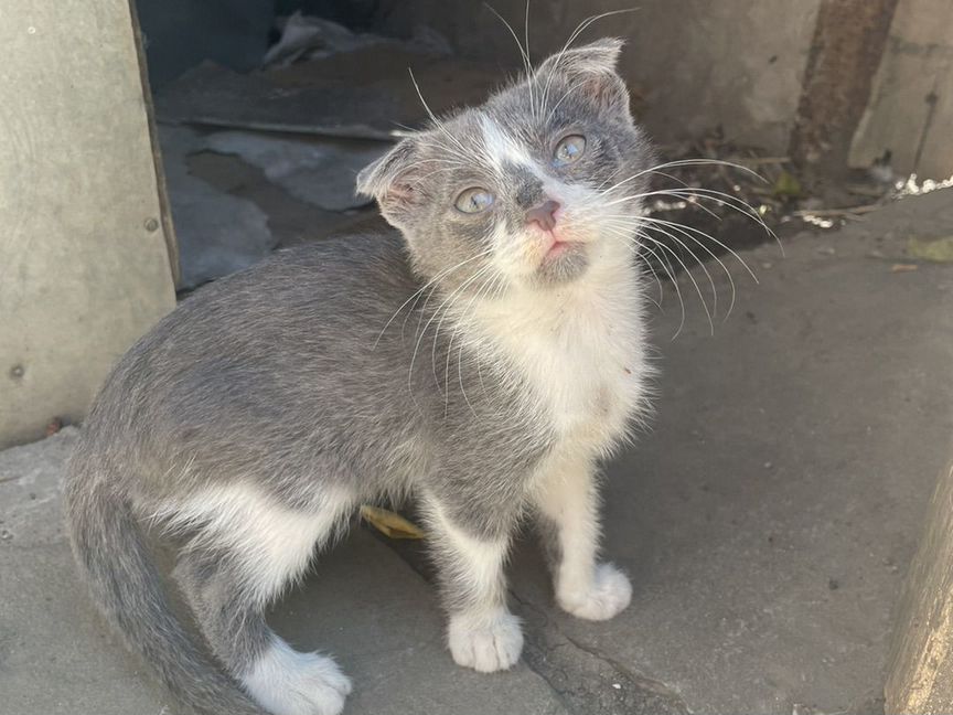Кошка
