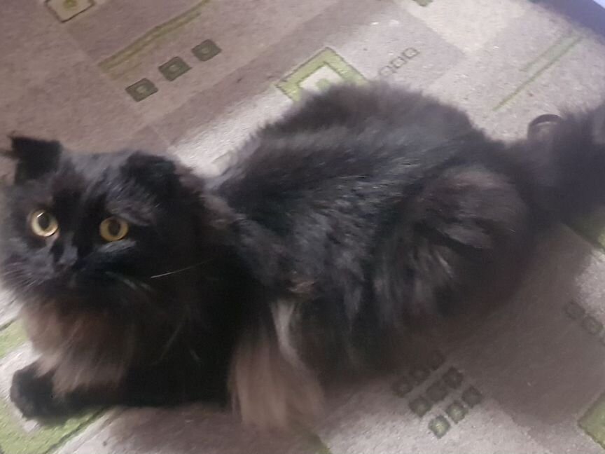 Кошка пародистая