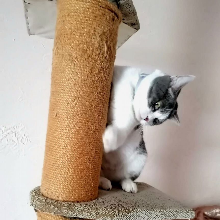 Кошки в добрые руки