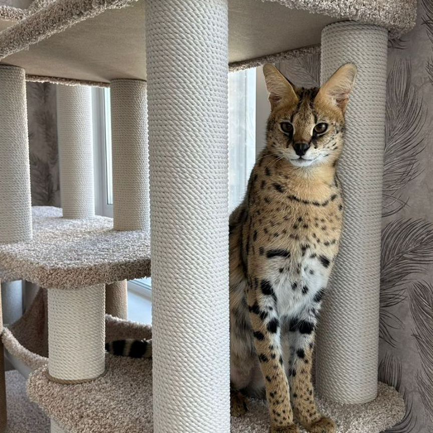Игровой комплекс для кошек