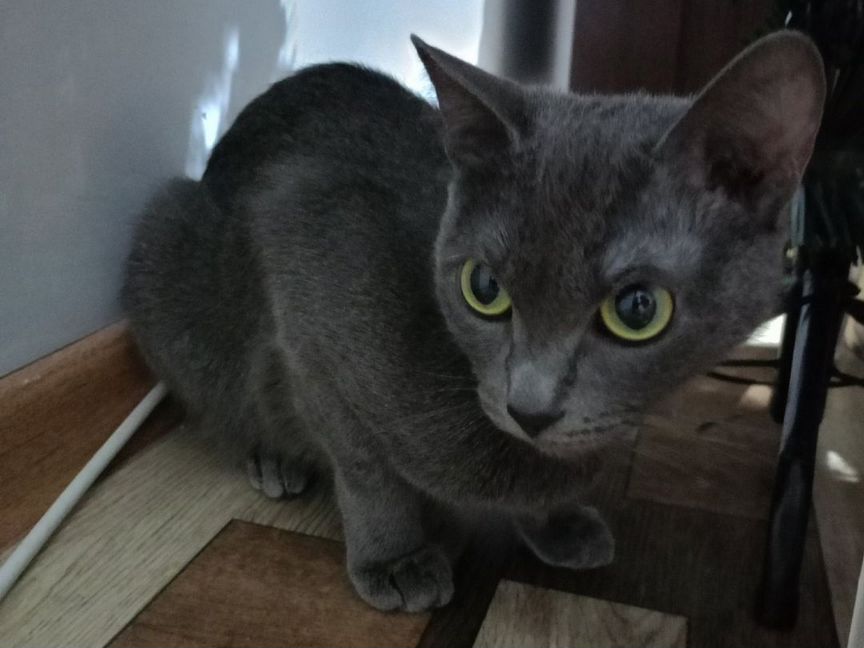 Русская голубая кошка