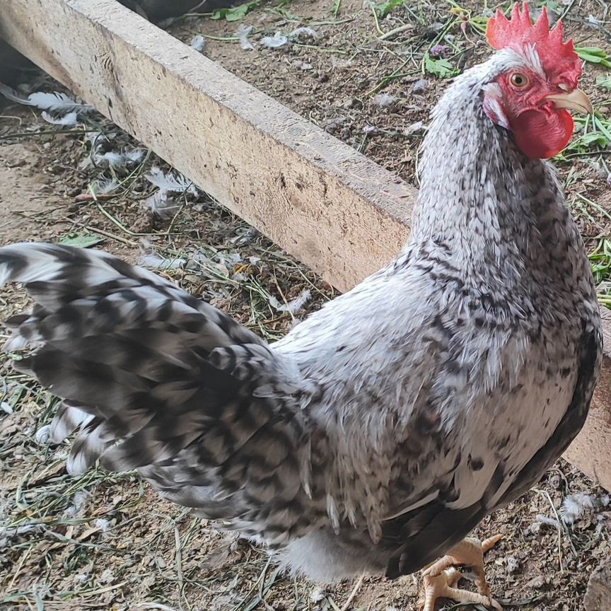 Петух Барковский барвистый