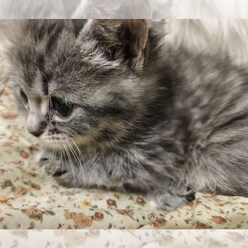 Британский длинношёрстный котёнок