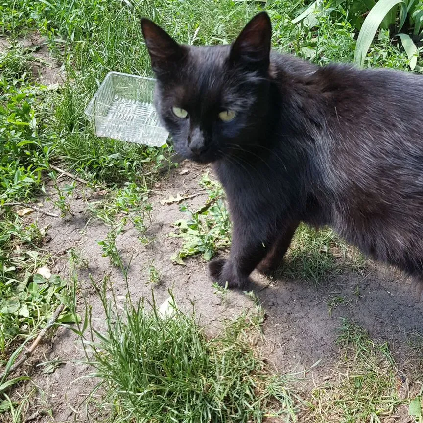 Кошка ишет дом