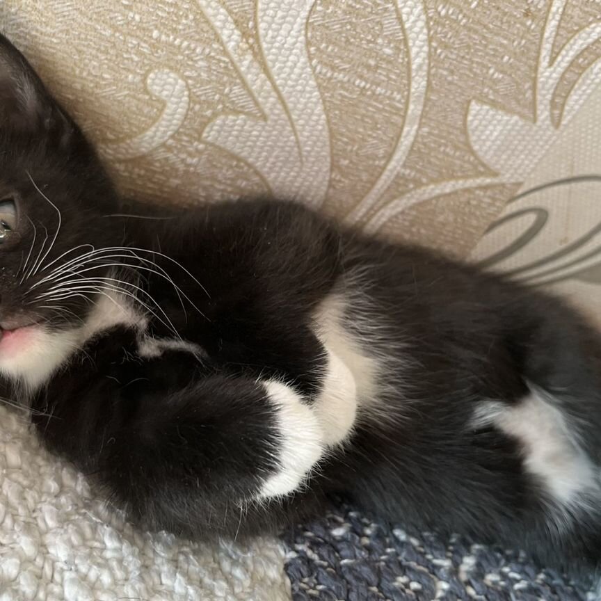 Домашние Девочки 1,5 месяца