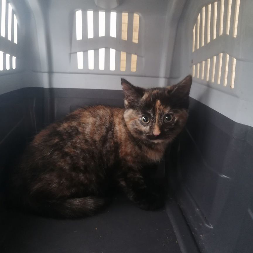 Котенок девочка