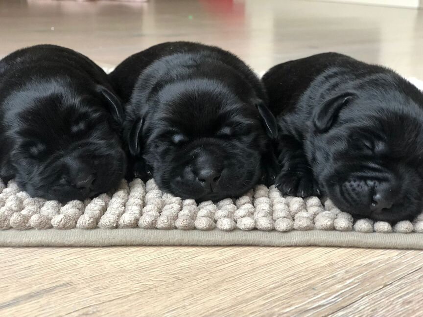 Чёрные лабрики