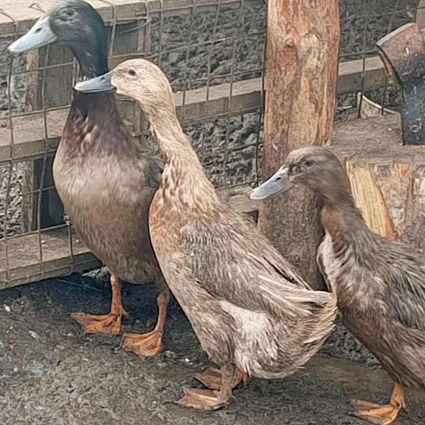 Индийский бегунок